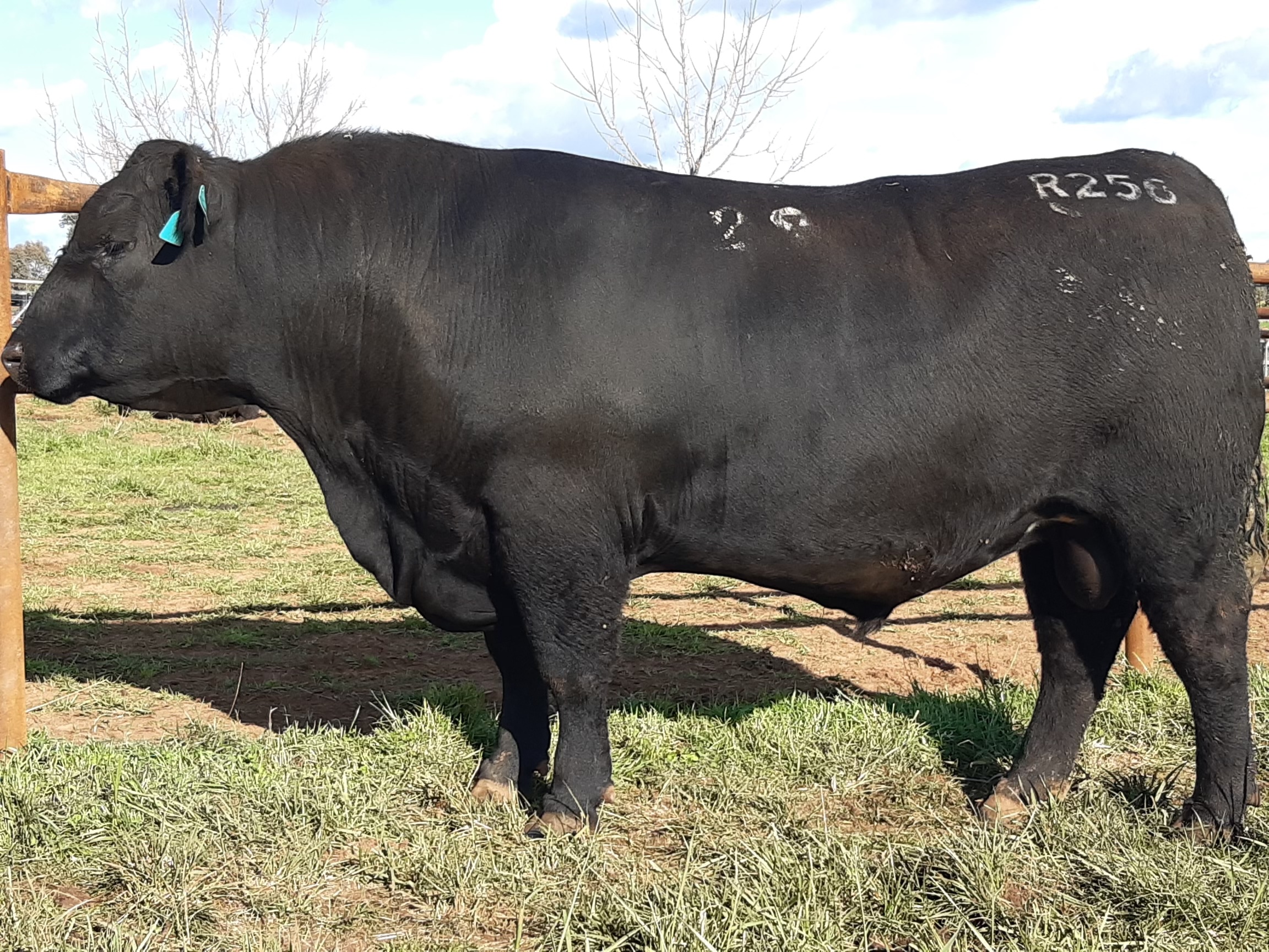 CURRENT SIRES | Sara Park Angus Stud